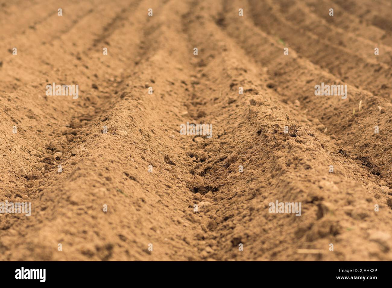 Lines in the plowed land of an agricultural field ready for planting or ...