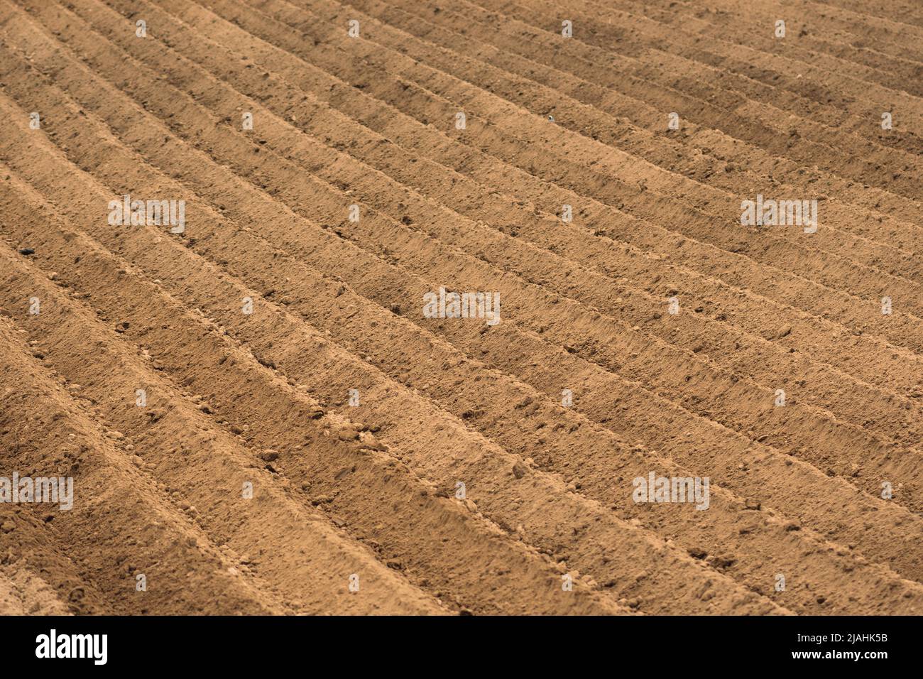 Lines in the plowed land of an agricultural field ready for planting or ...