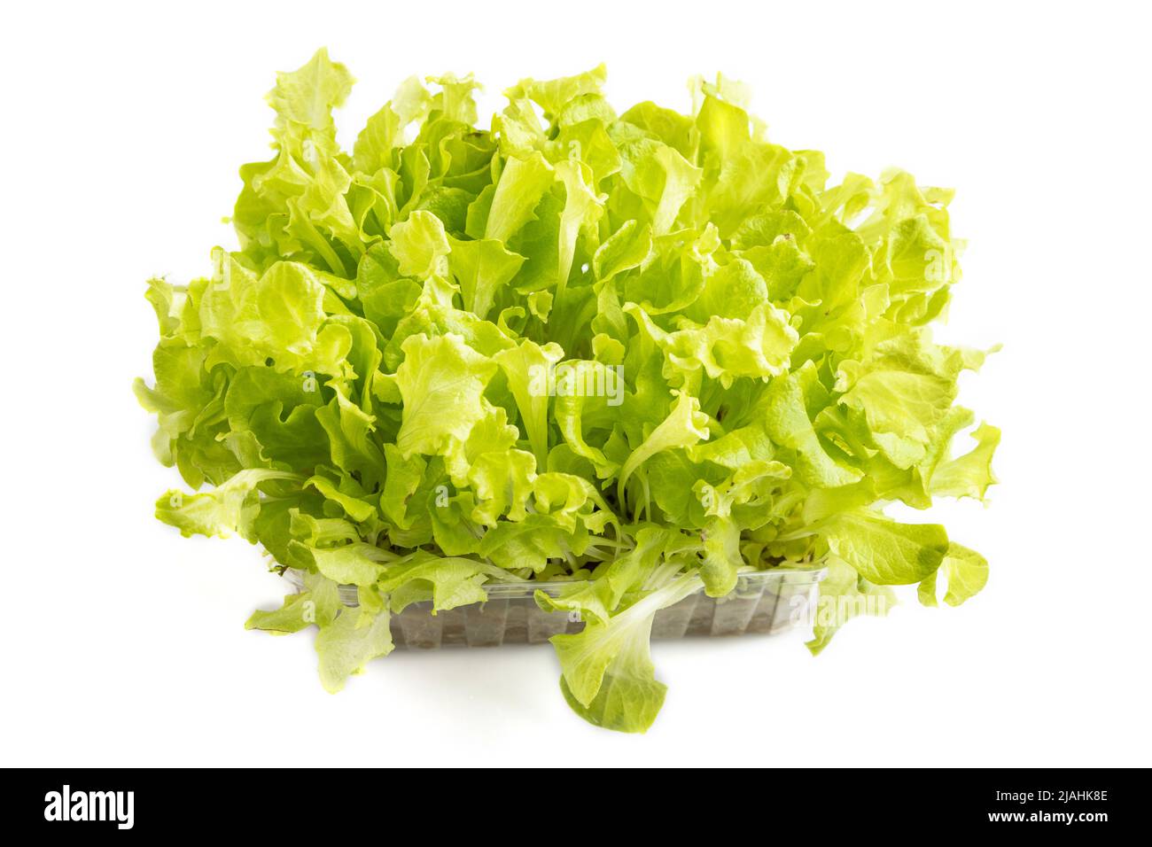 Plastic box with microgreen sprouts of green lettuce isolated on white ...
