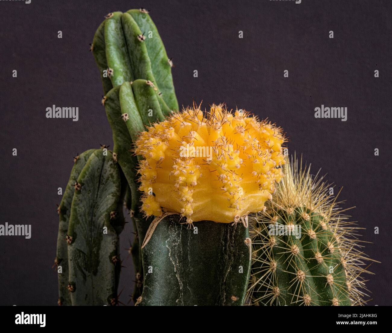 Cactus Blossom. Macro Photography Stock Photo - Alamy