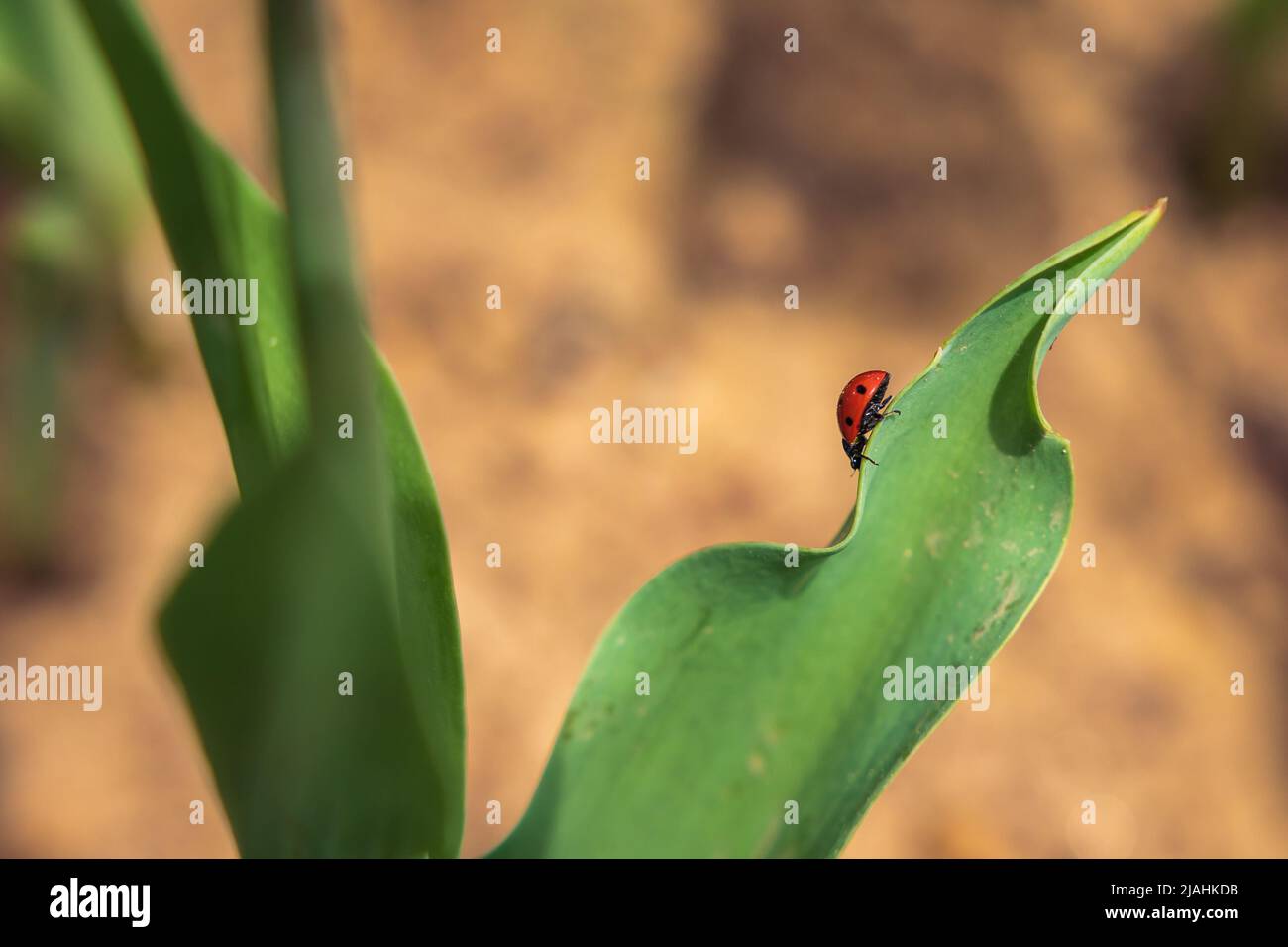 Ladybug on the tulip's leaf. Spring background photo. Luck or love ...