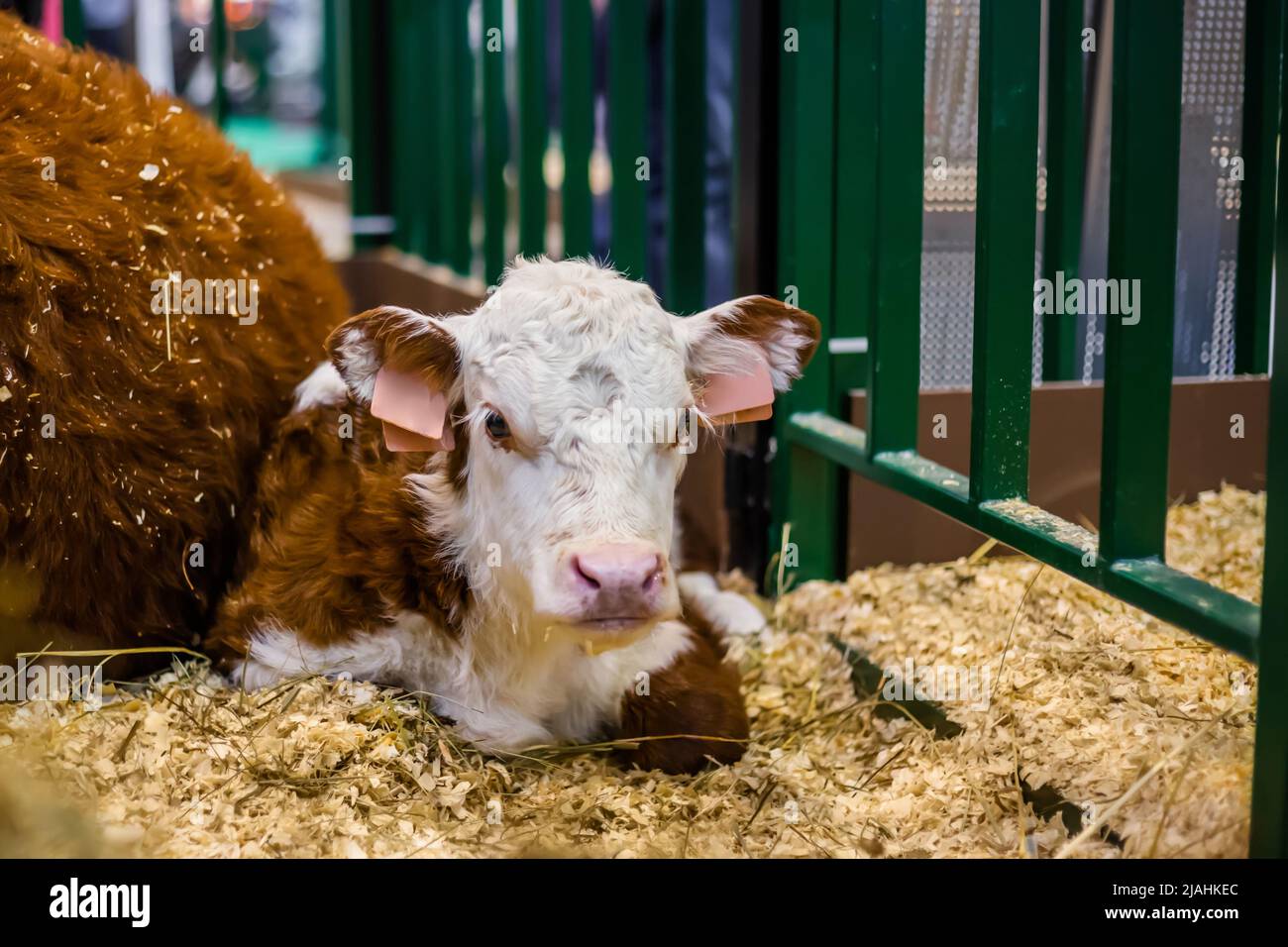 Portrait of calf at agricultural animal exhibition, trade show Stock ...