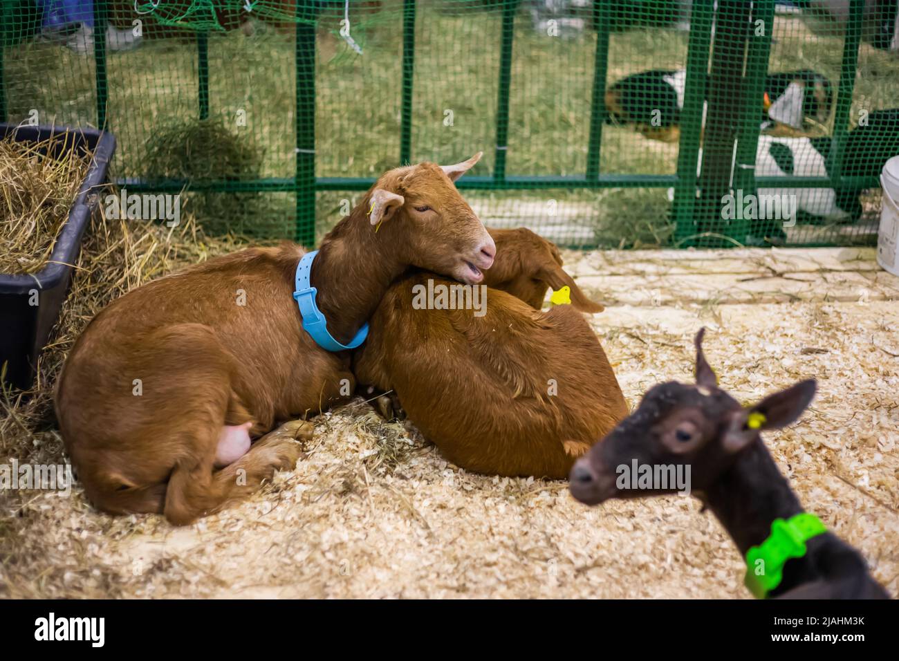 Group of goats at agricultural animal exhibition, trade show Stock ...