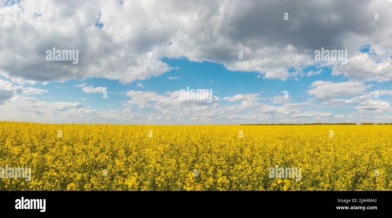 yellow-blue landscape on a spring evening Stock Photo - Alamy