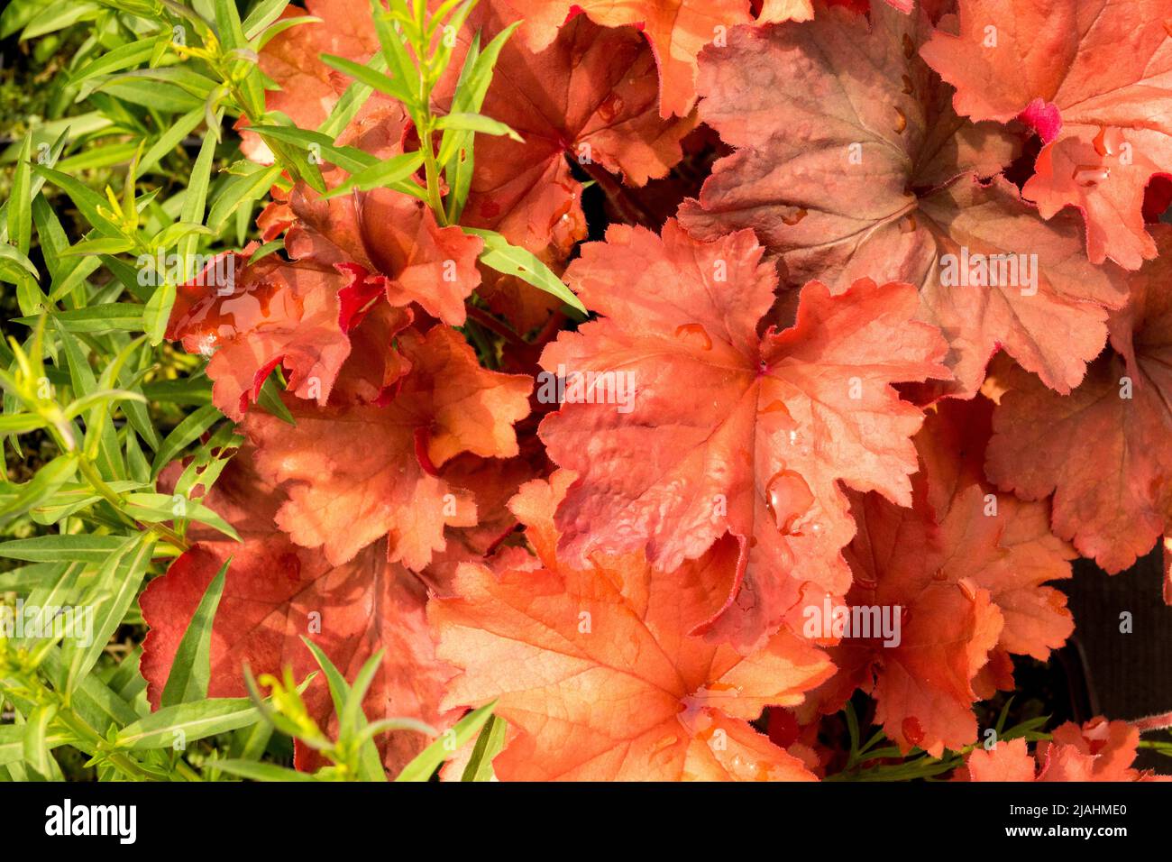 Red, Leaves, Heuchera "Rio", Coral bells, Heuchera leaves, Plant, Leaf ...
