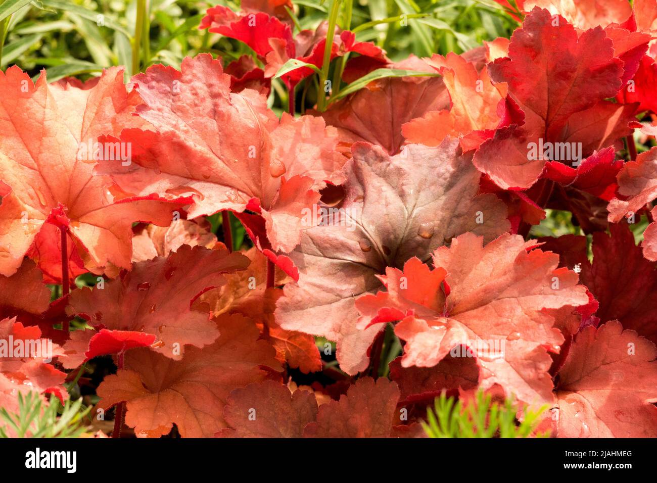 Heuchera rio hi-res stock photography and images - Alamy