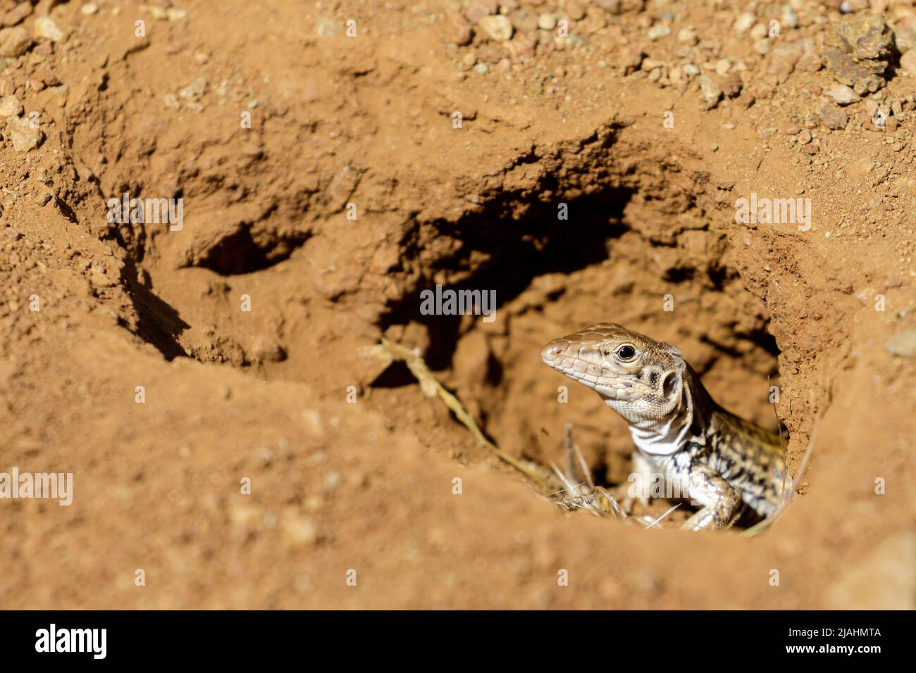 California Whiptail Lizard Peeking Through Burrow. Rancho San Antonio ...
