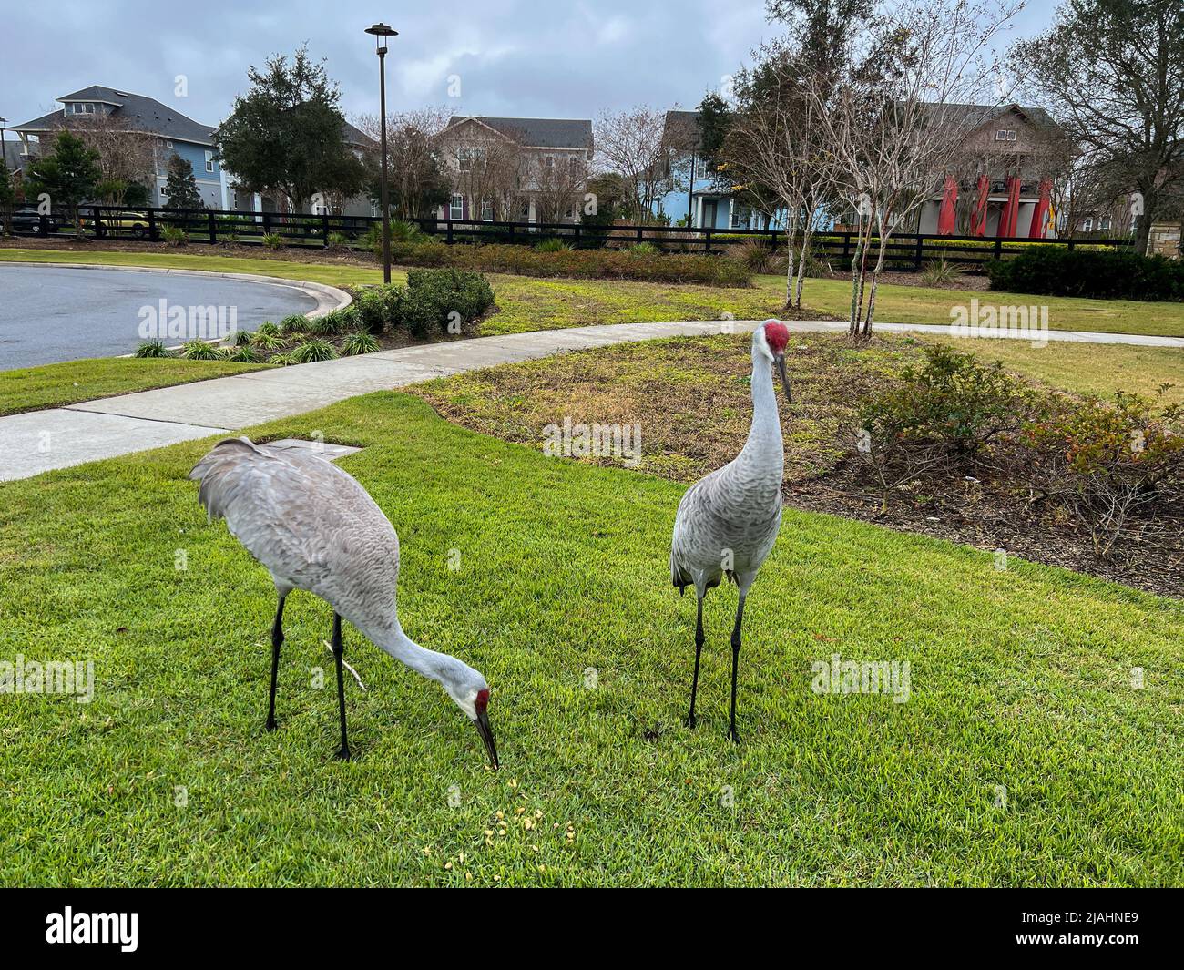 Two Sandhill Cranes in a yard eating peanuts from a homeowner Stock ...