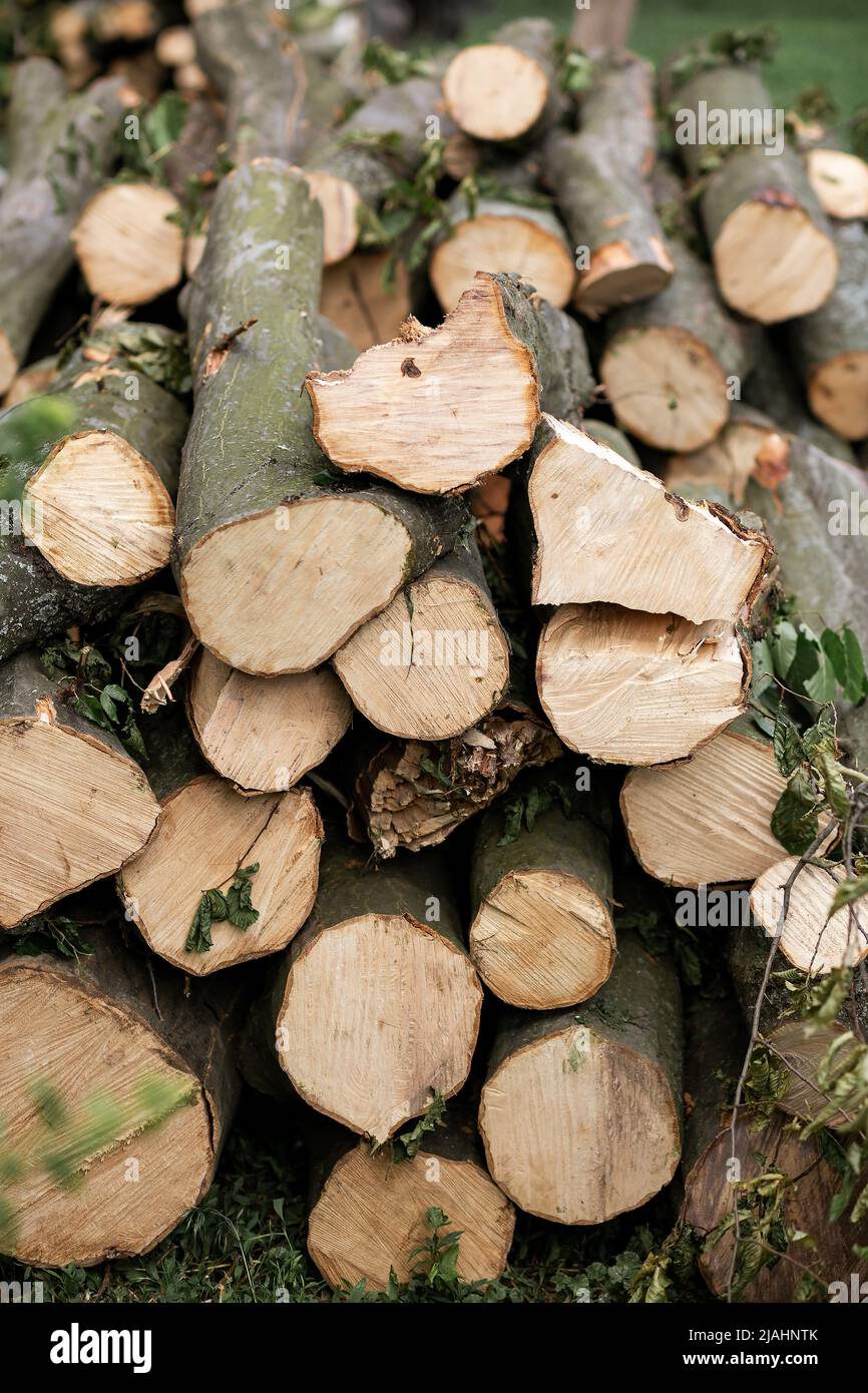 Round firewood lies on the grass in the yard. Sawn tree. pads Stock ...