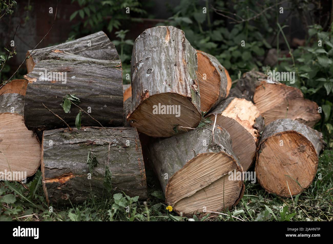 Round firewood lies on the grass in the yard. Sawn tree. pads Stock ...
