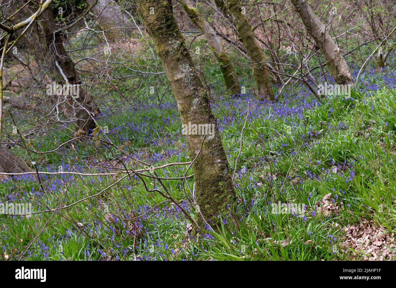 Bluebell forest in Scotland,UK Stock Photo - Alamy