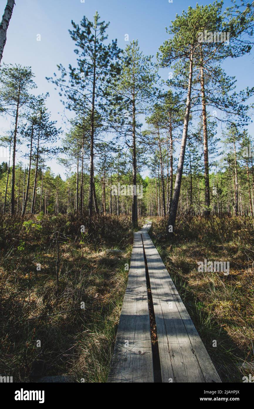Long trees in the swamp Stock Photo - Alamy