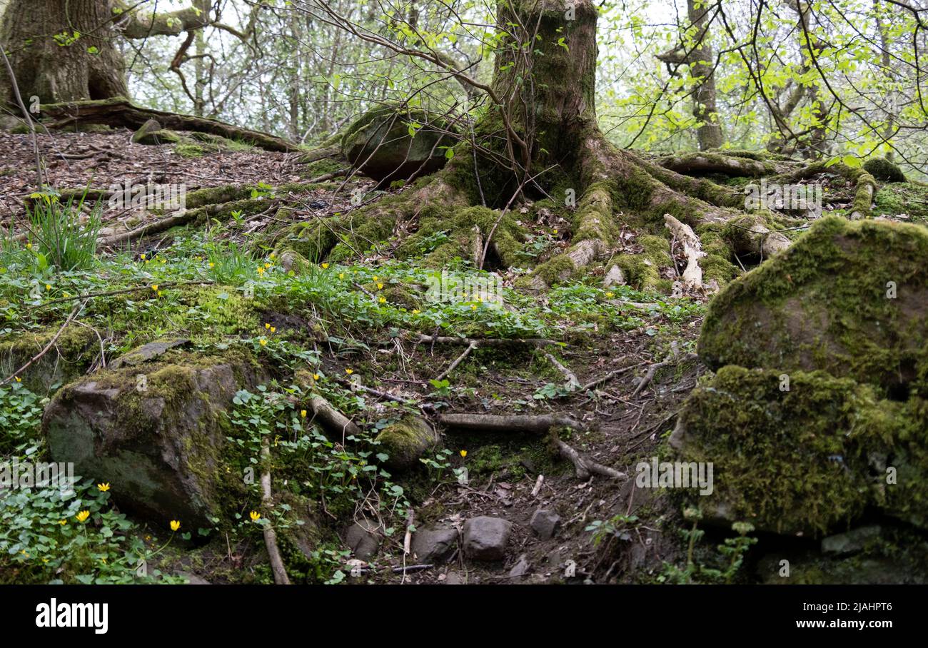 European robin on the tree in a forest in Scotland,UK Stock Photo - Alamy