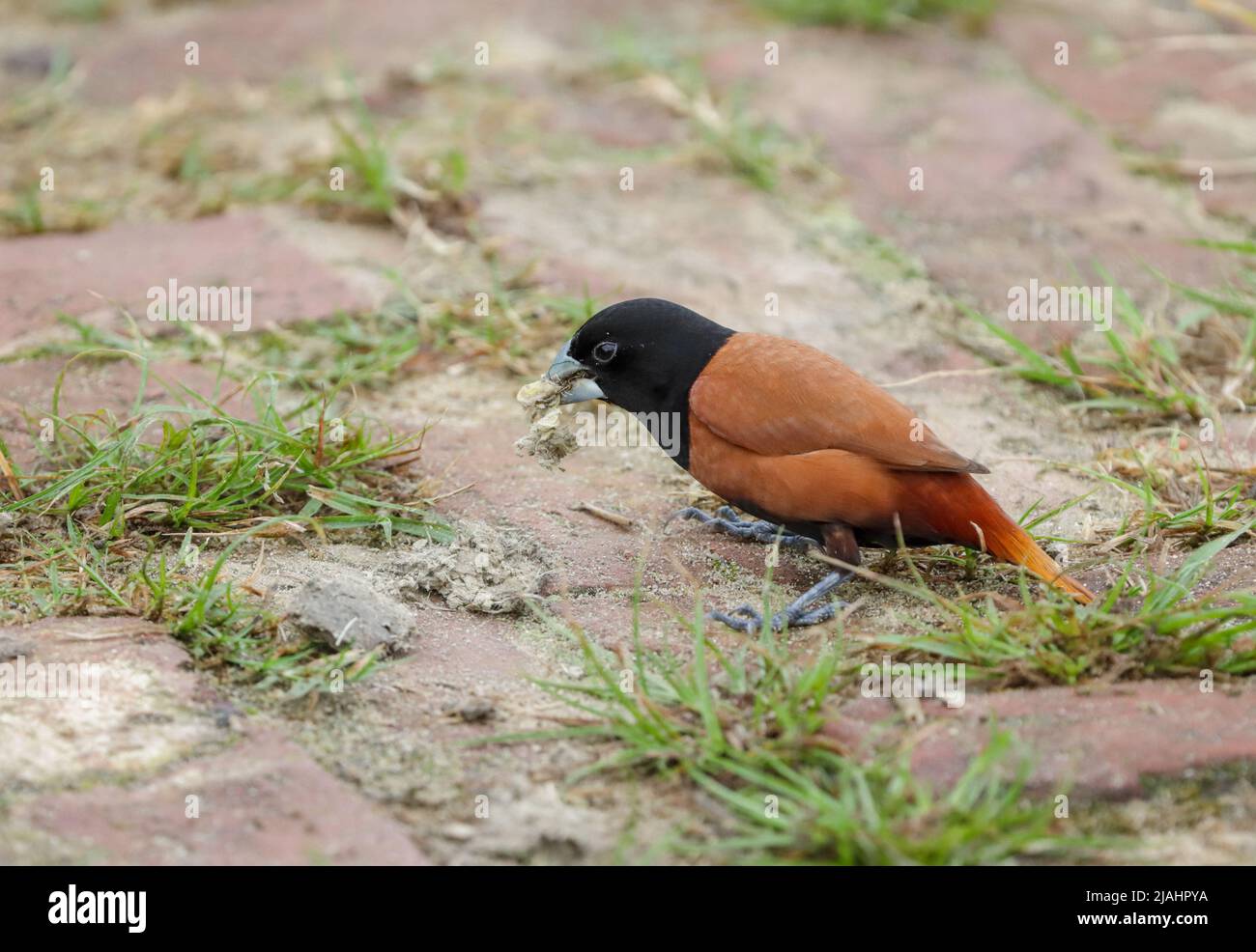 Little munia hi-res stock photography and images - Alamy