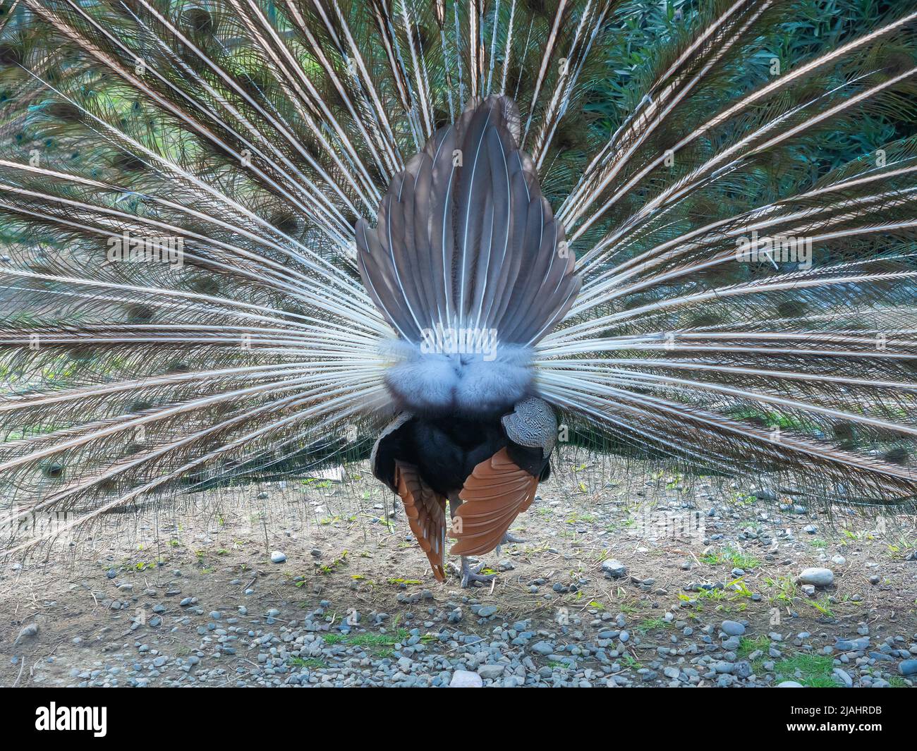 A peacock with fluffy big tail walks along a gravel path. Back view ...