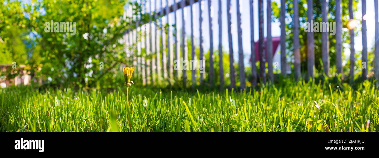Background banner panorama of flowers in the yard. Beautiful natural ...