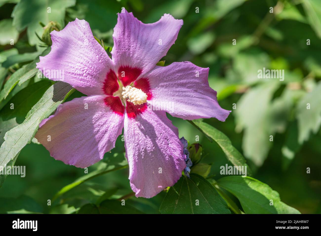 Pink flowers of Hibiscus moscheutos plant close-up. Hibiscus moscheutos ...