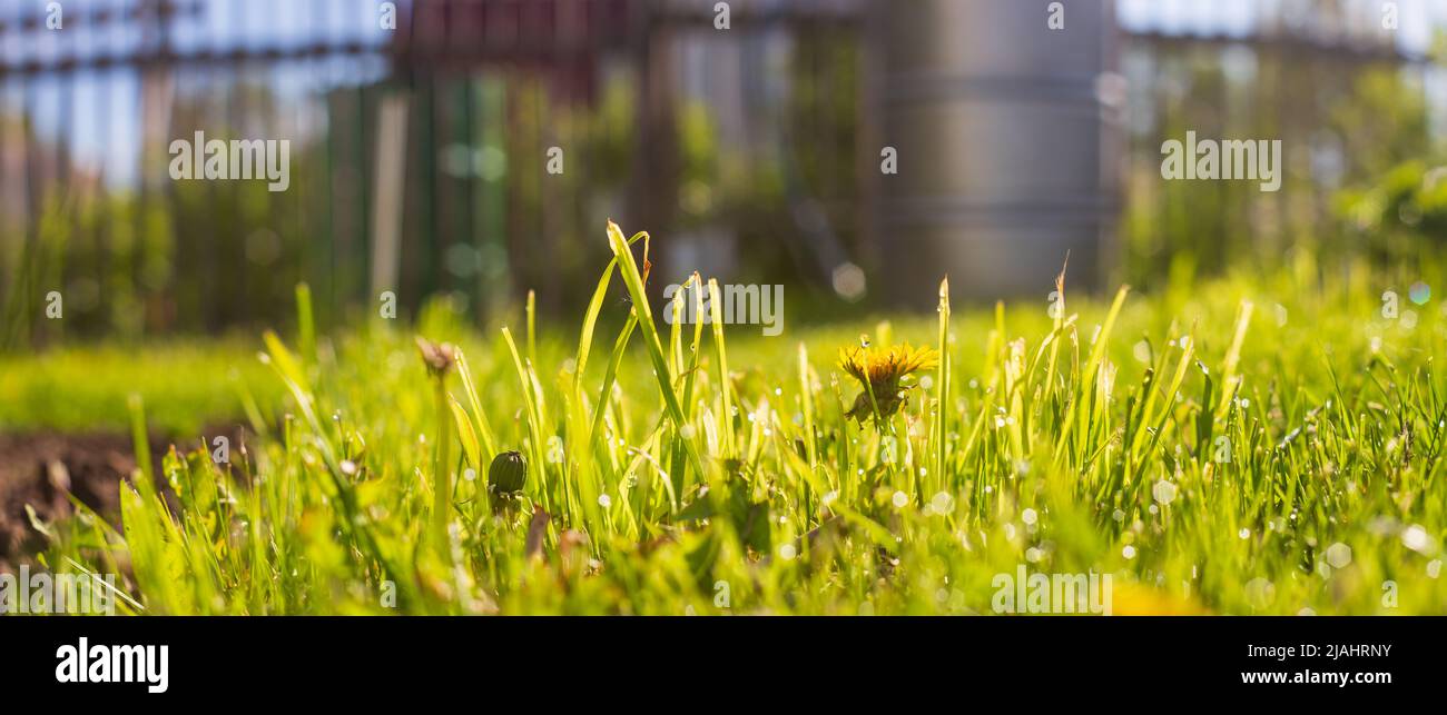 Background banner panorama of flowers in the yard. Beautiful natural ...