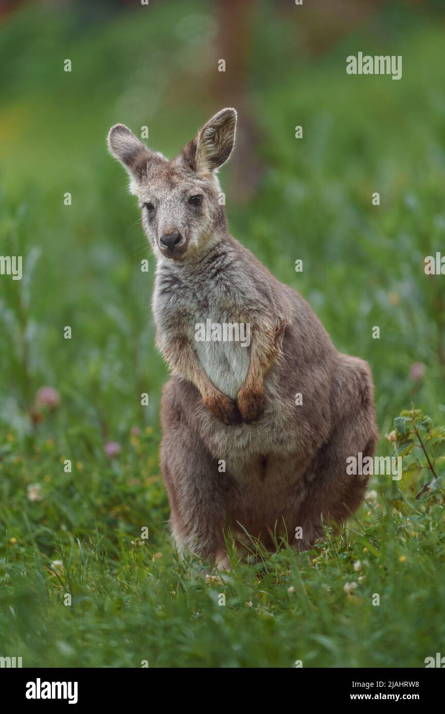 Common wallaroo hi-res stock photography and images - Alamy