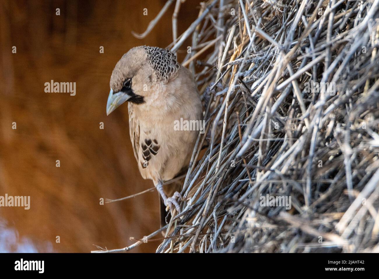 Communal nest of sociable weavers (Philetairus socius) in an African ...