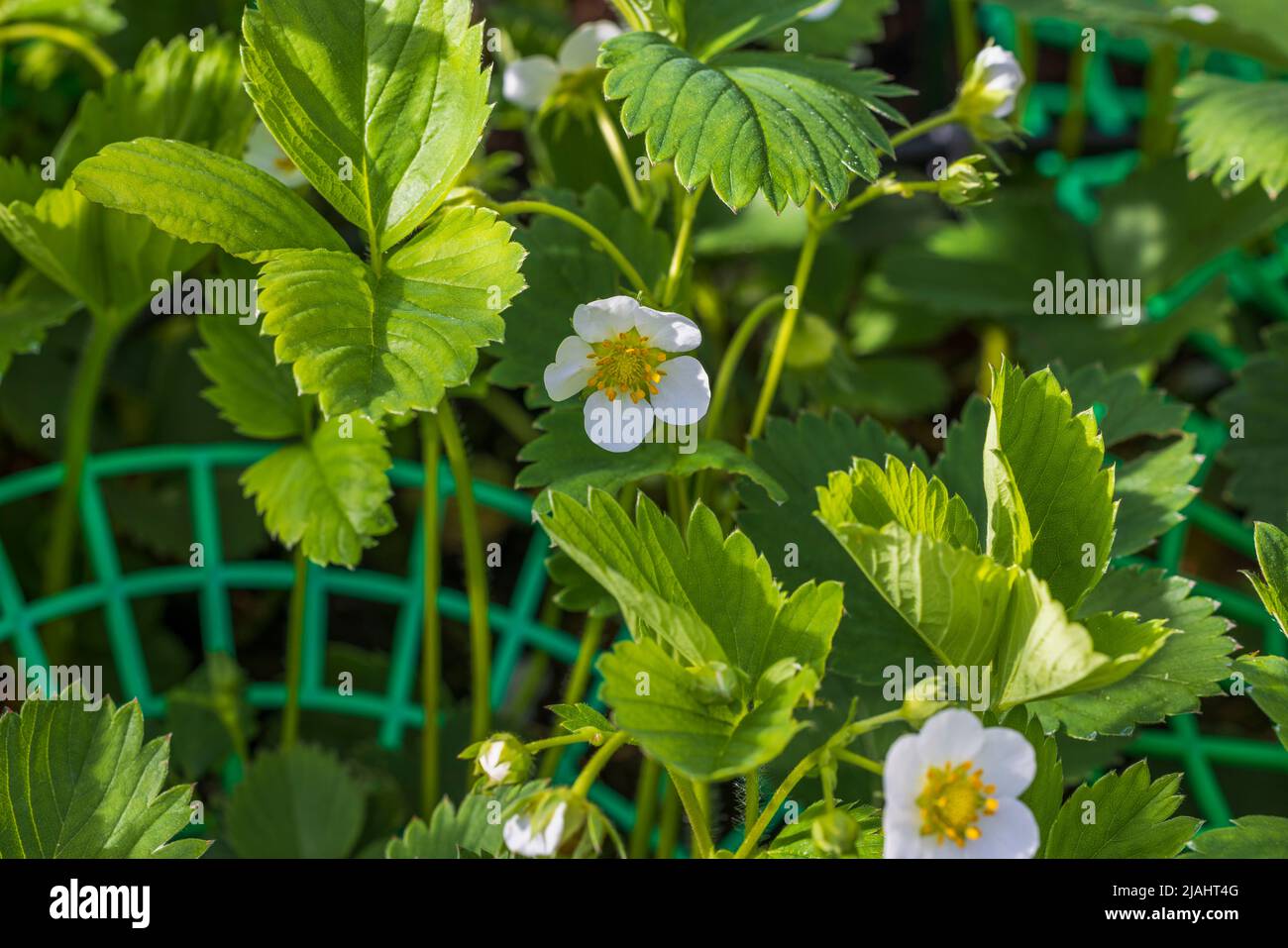 Climbing strawberry plants hi-res stock photography and images - Alamy