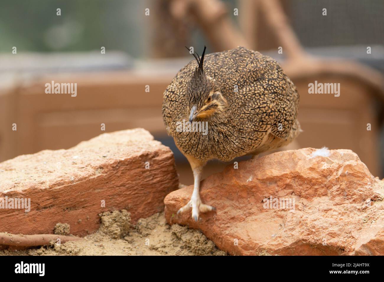an elegant crested tinamou (Eudromia elegans) walking on desert rocks ...