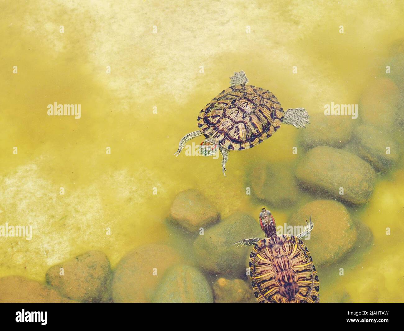 Two redeared turtles swim in muddy, shallow green pond with rocks at ...