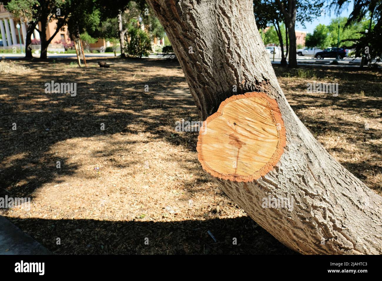 Chainsaw markings hi-res stock photography and images - Alamy
