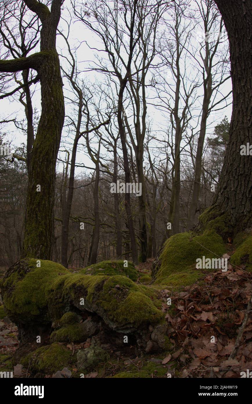 Old crooked trees hi-res stock photography and images - Alamy