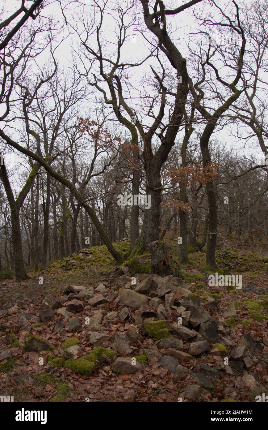 Old crooked trees Stock Photo - Alamy