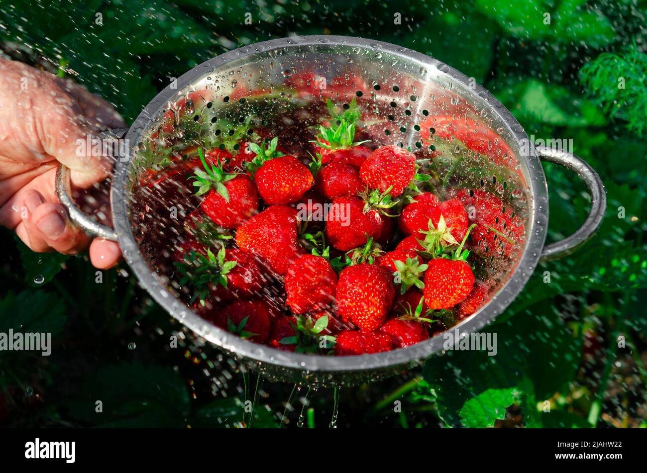 Freshly harvested organic strawberries. Harvesting ripe strawberries ...