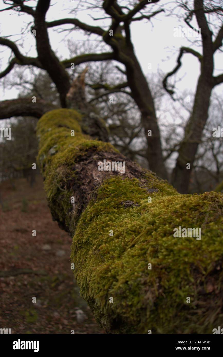 Old crooked tree Stock Photo - Alamy