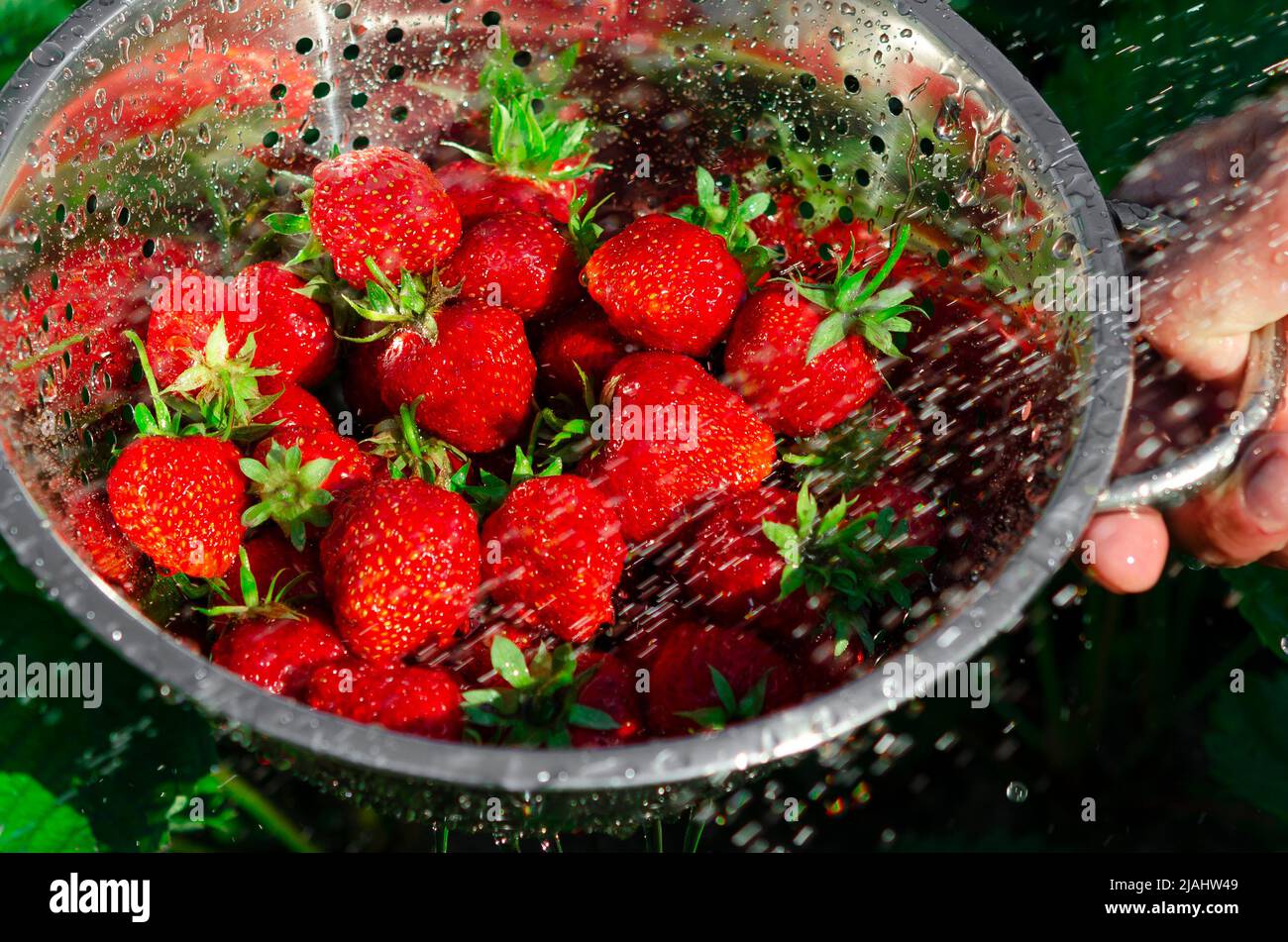 Freshly harvested organic strawberries. Harvesting ripe strawberries ...