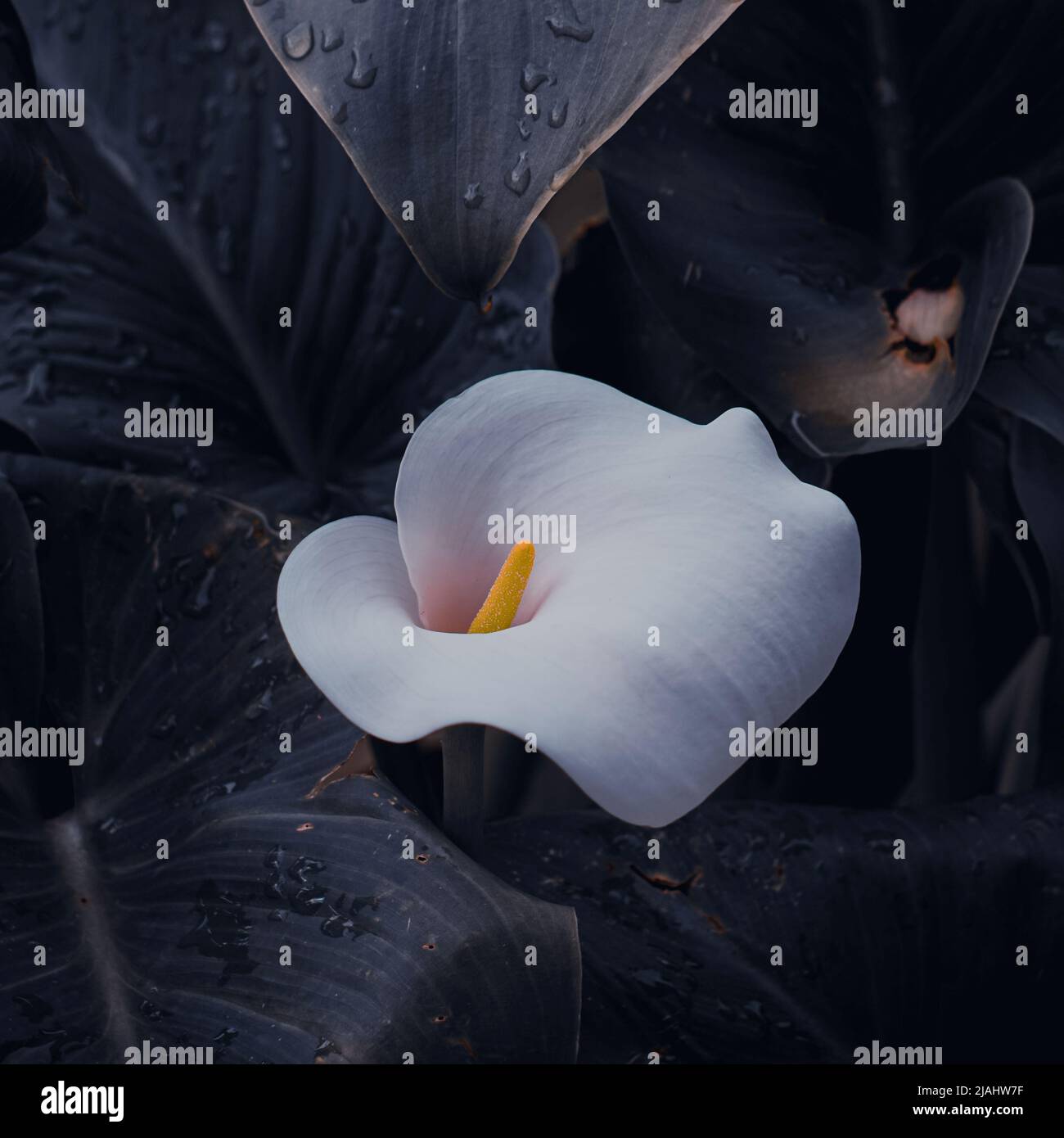 Calla lily garden hi-res stock photography and images - Alamy