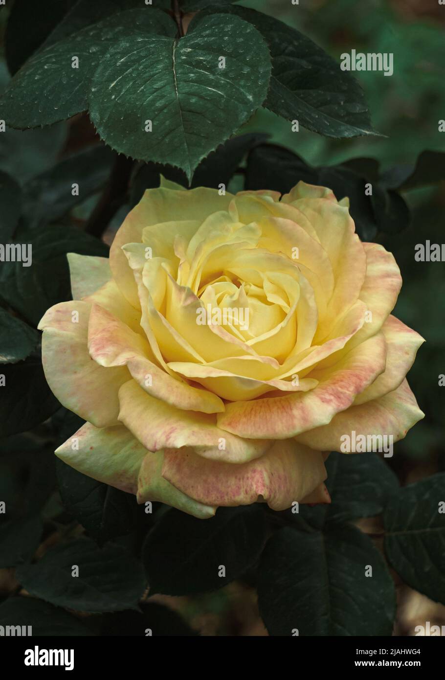 romantic yellow rose flower for valentine's day Stock Photo - Alamy