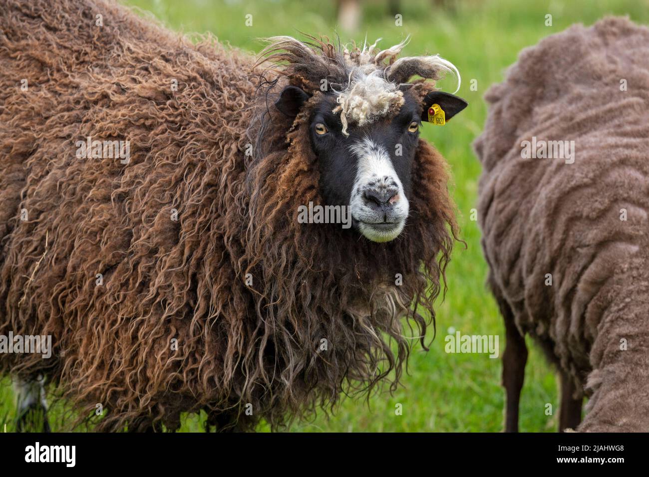 Norwegische schafe hi-res stock photography and images - Alamy