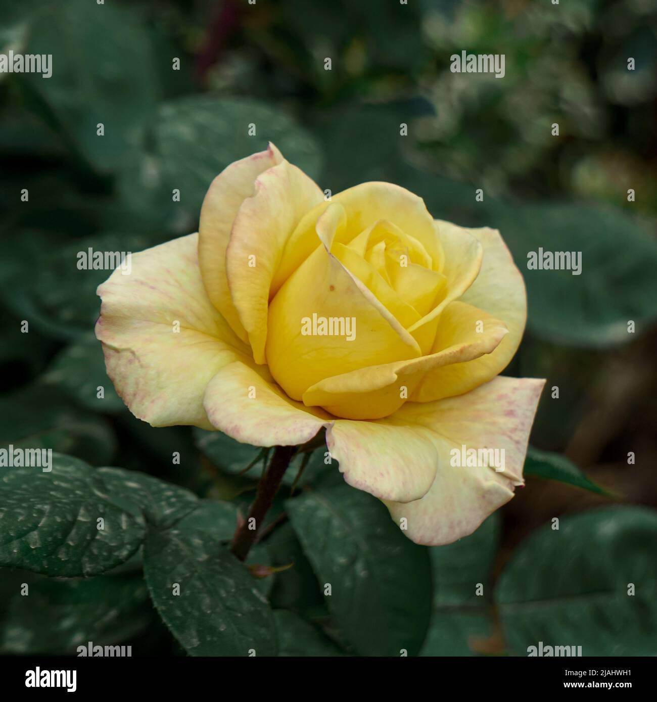 romantic yellow rose flower for valentine's day Stock Photo - Alamy