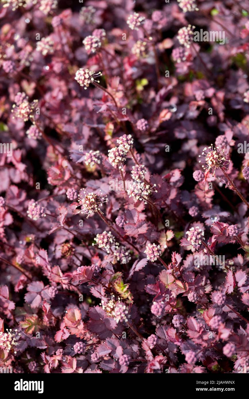Acaena inermis, Acaena Purpurea, Purple Leaves, Acaena Purpurea Stock ...