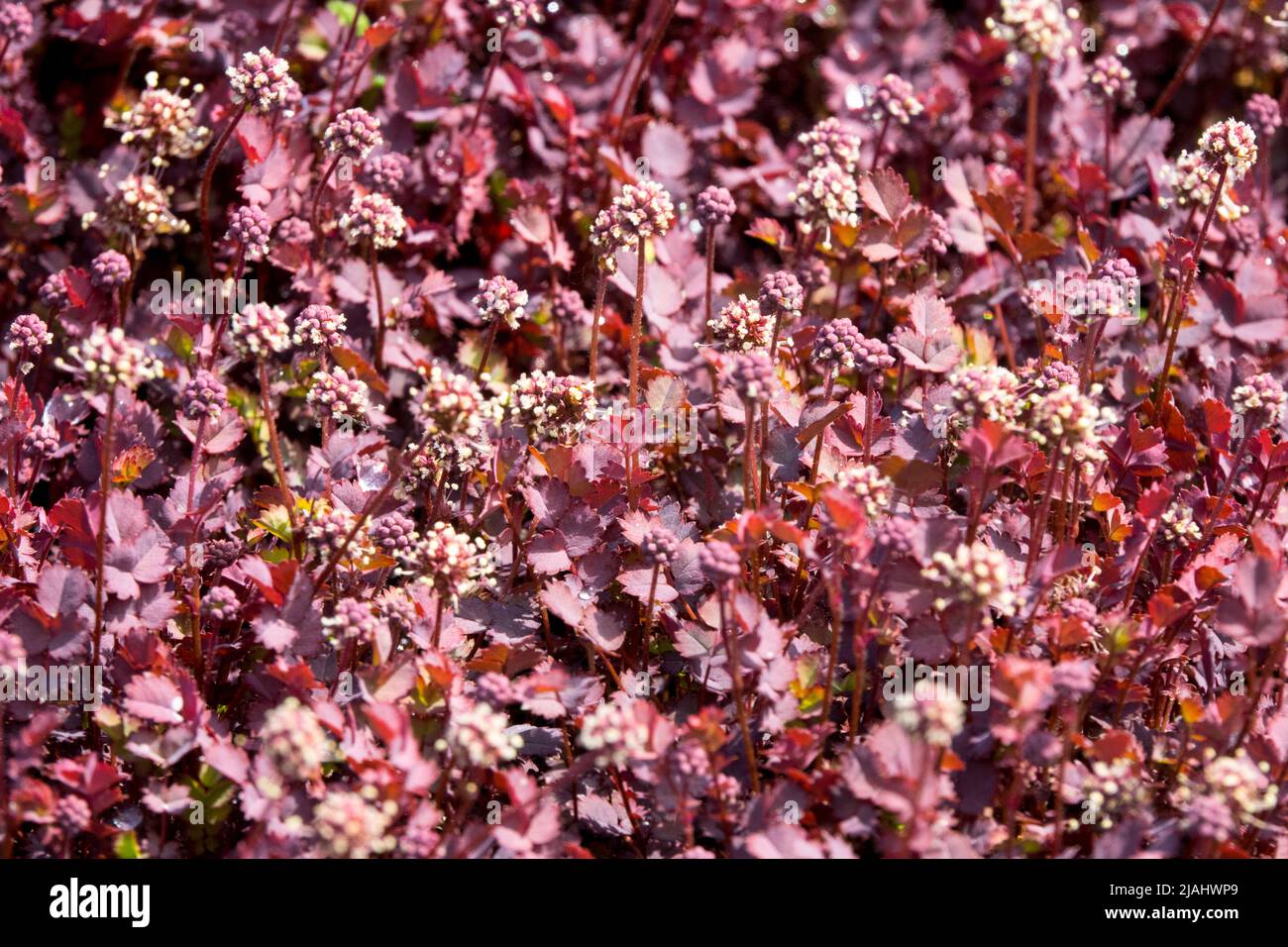 Purple goose leaf hi-res stock photography and images - Alamy