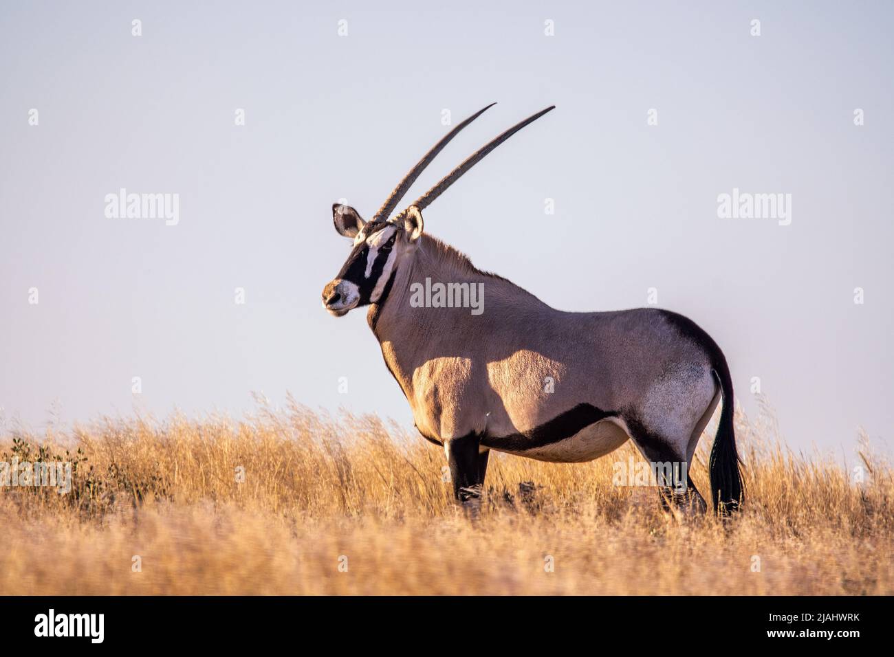 National animal of the united arab emirates hi-res stock photography ...