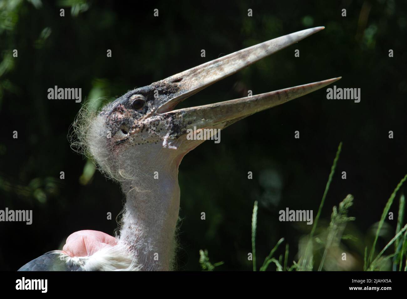 close up of a Marabou Stork (Leptoptilos crumenifer) with his beak open ...