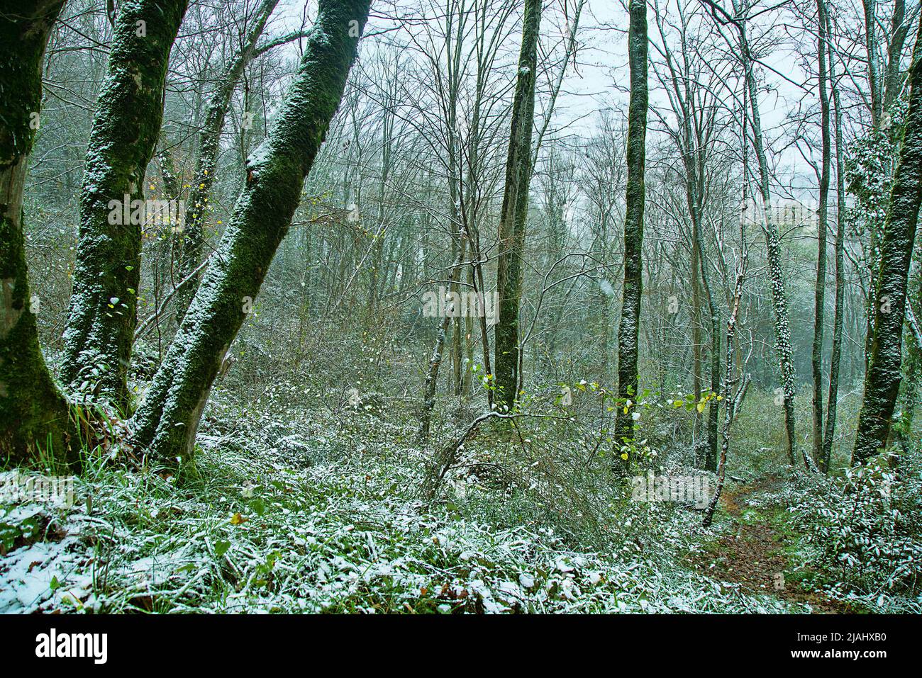 Snowfall subtropics hi-res stock photography and images - Alamy