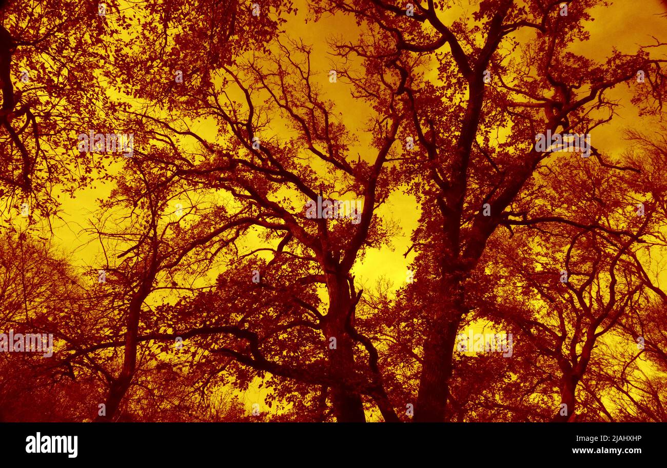 Trees of an autumn park in the south of Europe. Surrealistic art ...