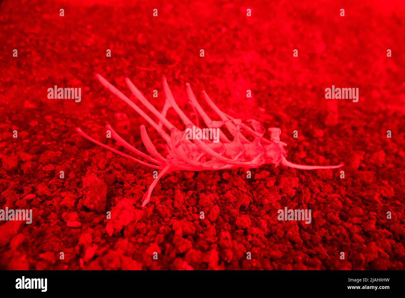 Skeleton of a dead creature. Surrealistic art infrared photo Stock ...