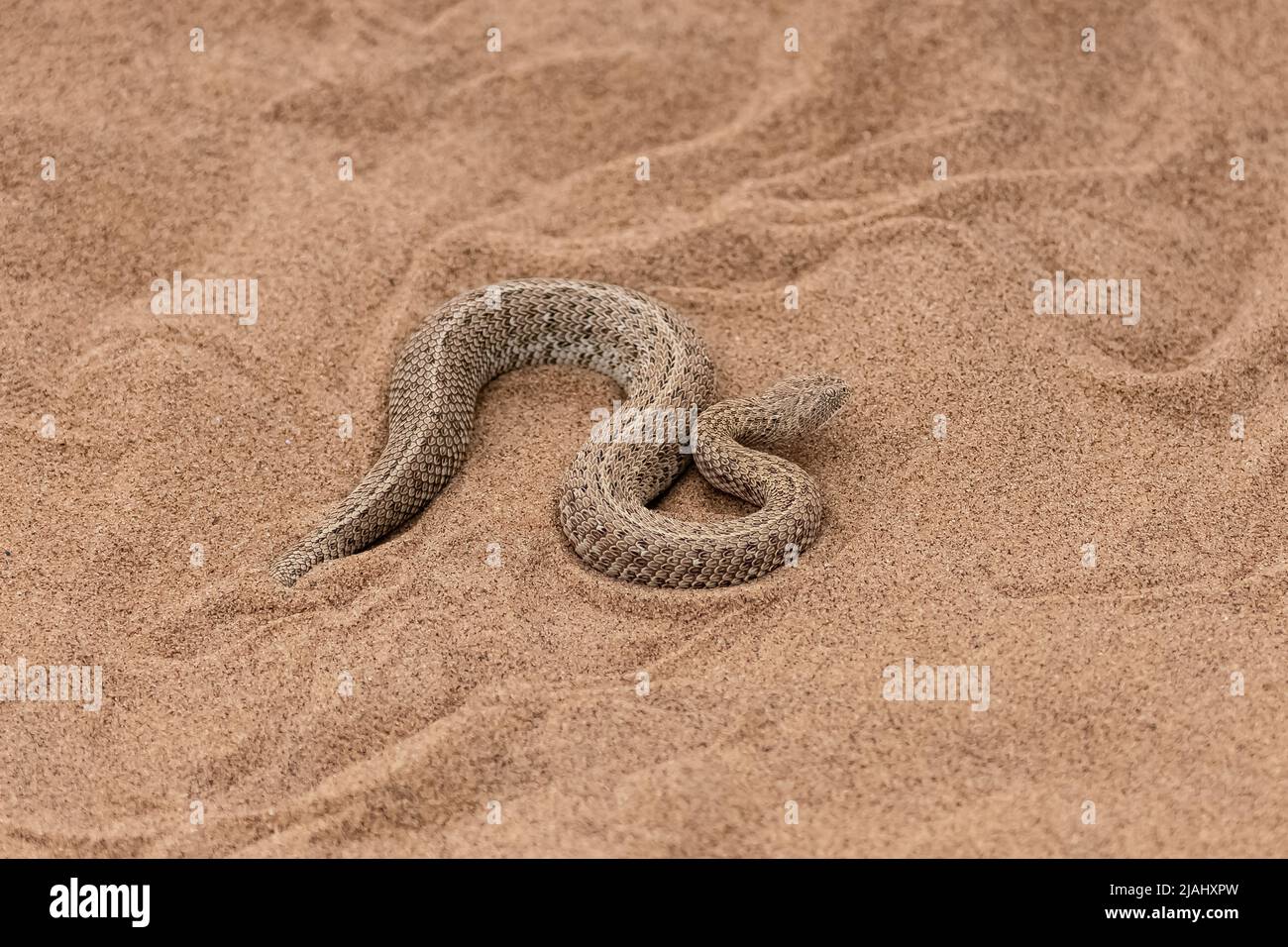 Saharan horned viper, Cerastes cerastes, snake in the sand in the Namib ...