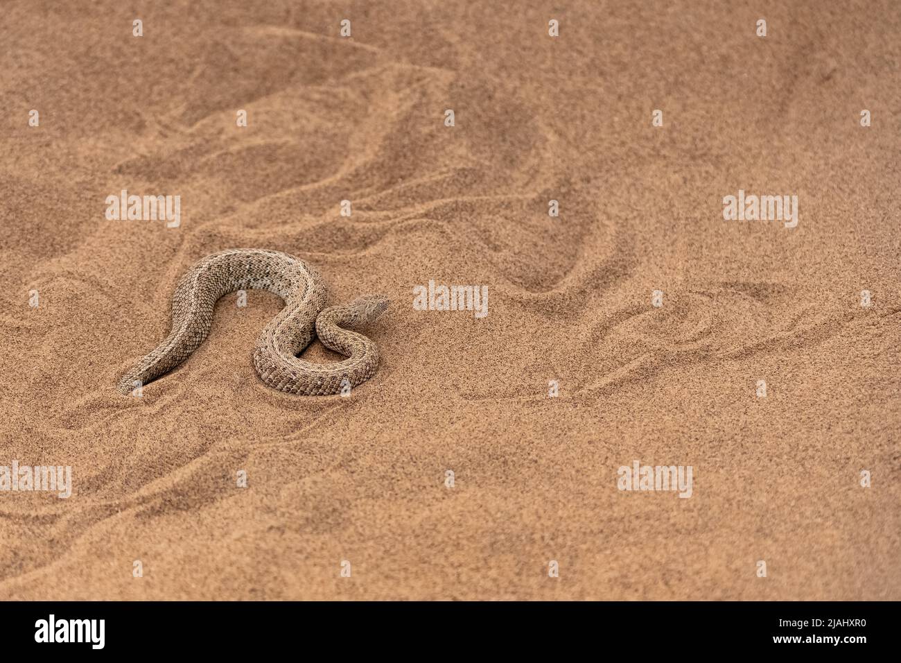 Saharan horned viper, Cerastes cerastes, snake in the sand in the Namib ...