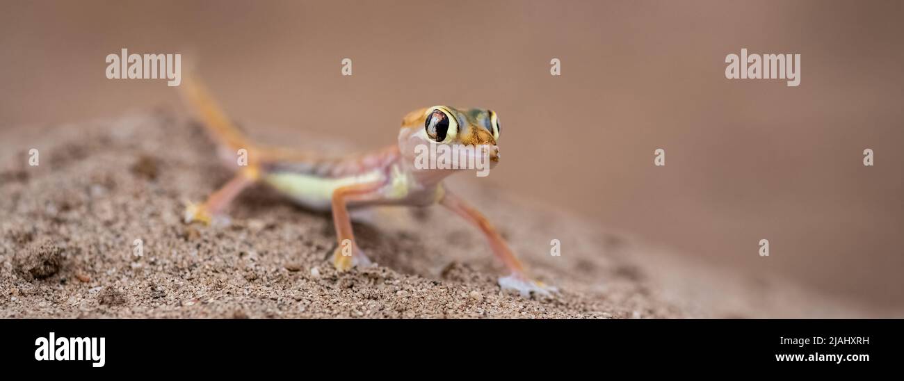 A Namib sand gecko, small colorful lizard in the Namib desert Stock ...