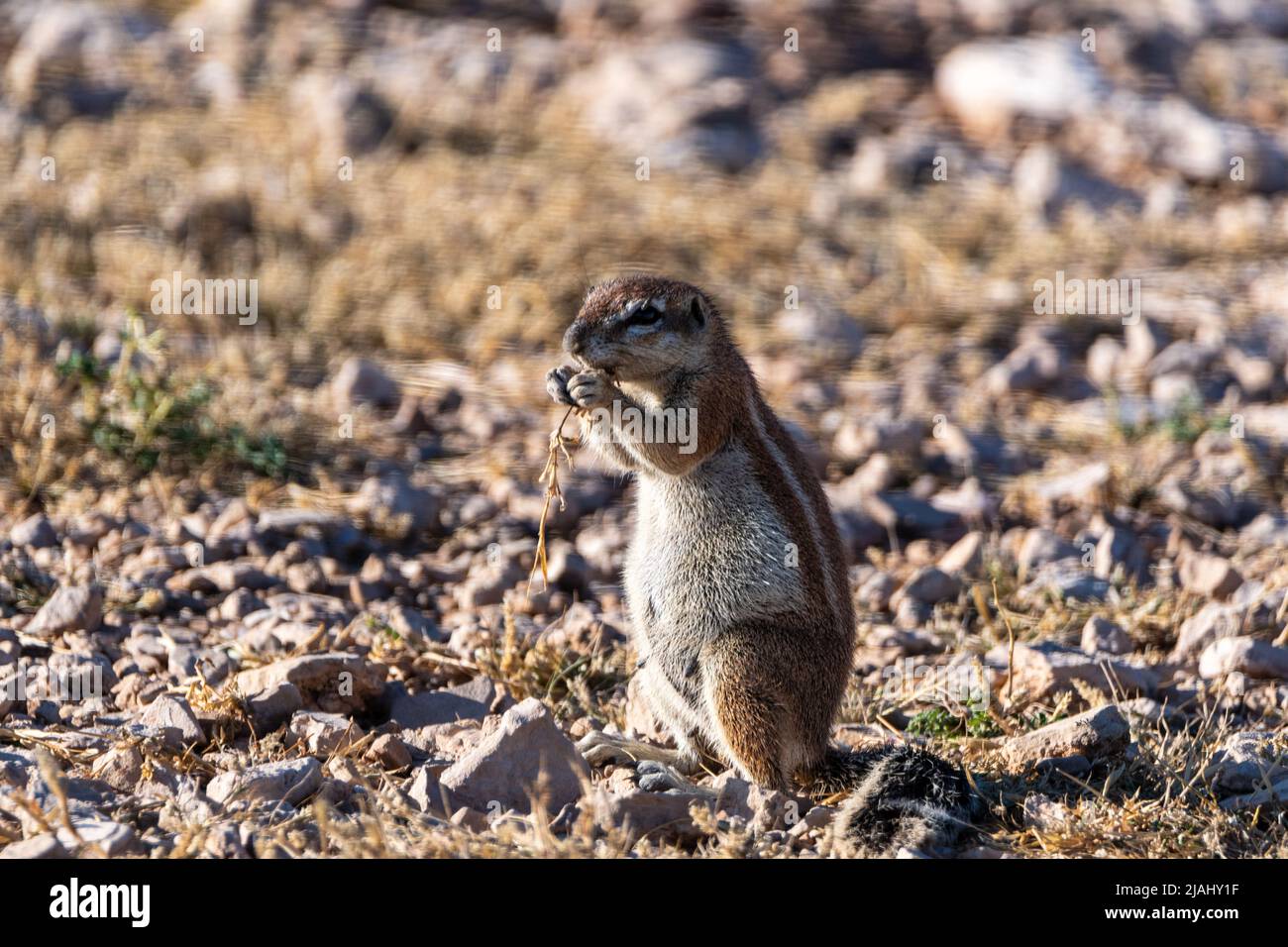 The African ground squirrels (genus Xerus) staying on dry stones of ...