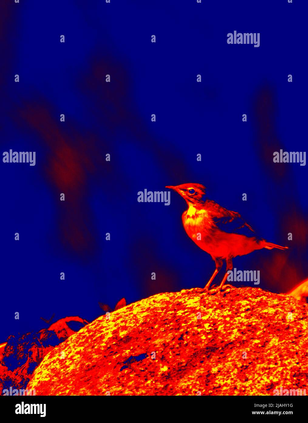bird on a stone. Illustration of thermal image Stock Photo - Alamy