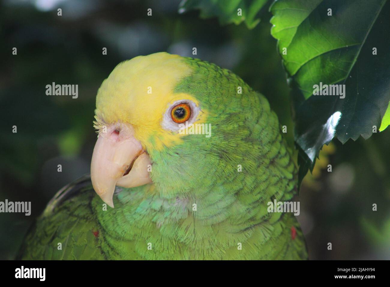 Magna Double Yellow Headed Amazon